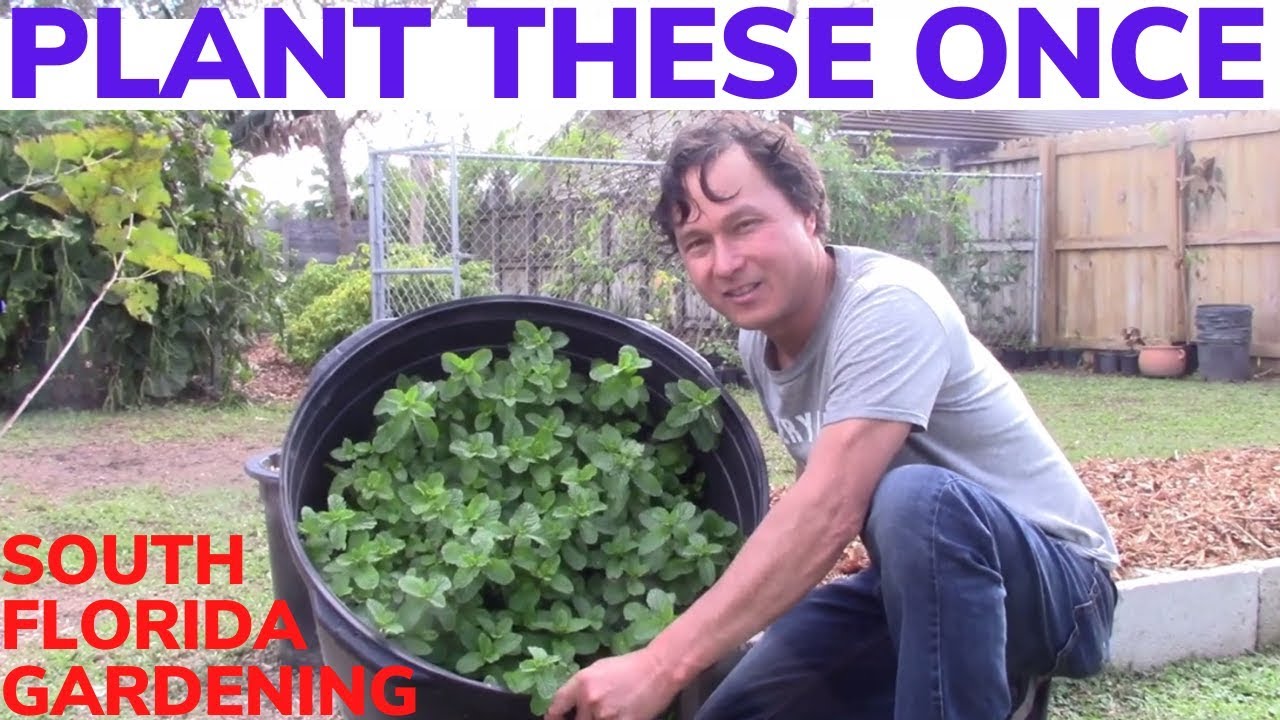 Plant these Fruits & Vegetbles Once to Harvest Year-Round Food in the ...