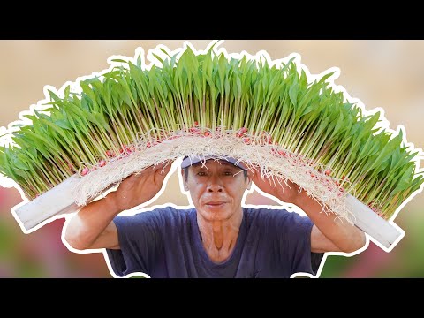 How to Grow Corn Sprouts at Home to Make Healthy Drinking Water ...
