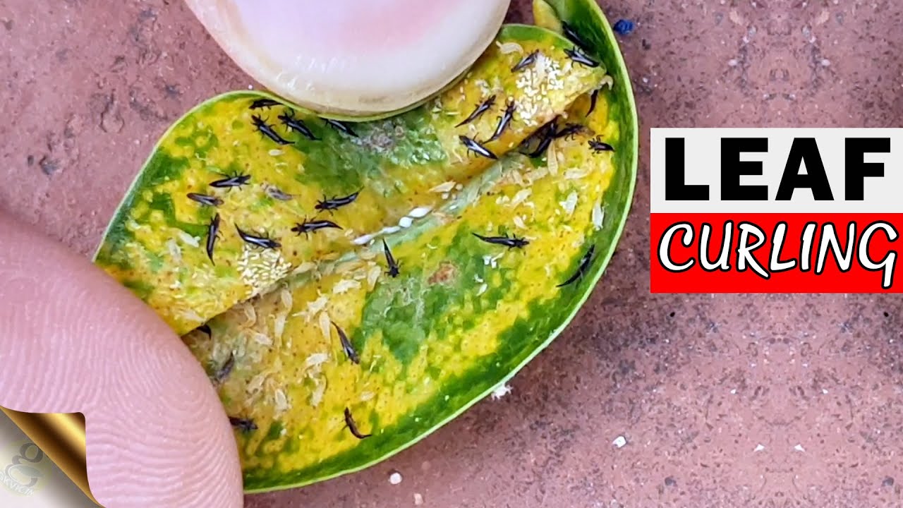 LEAF CURLING – WHAT YOUR PLANTS TRYING TO TELL YOU ...