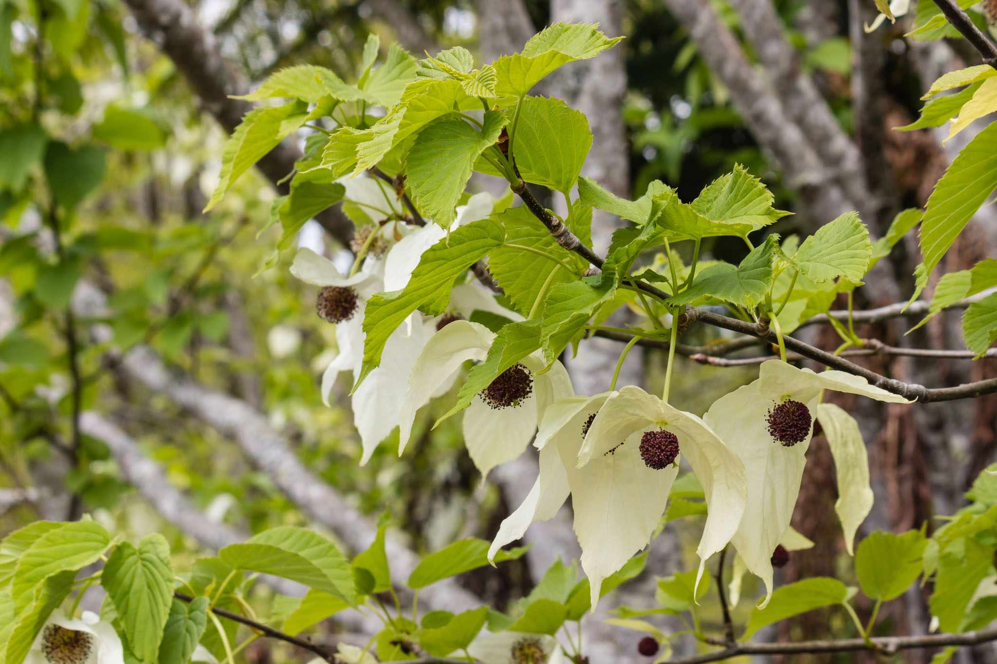 How to grow and care for handkerchief tree – Learnorganicgardening.com