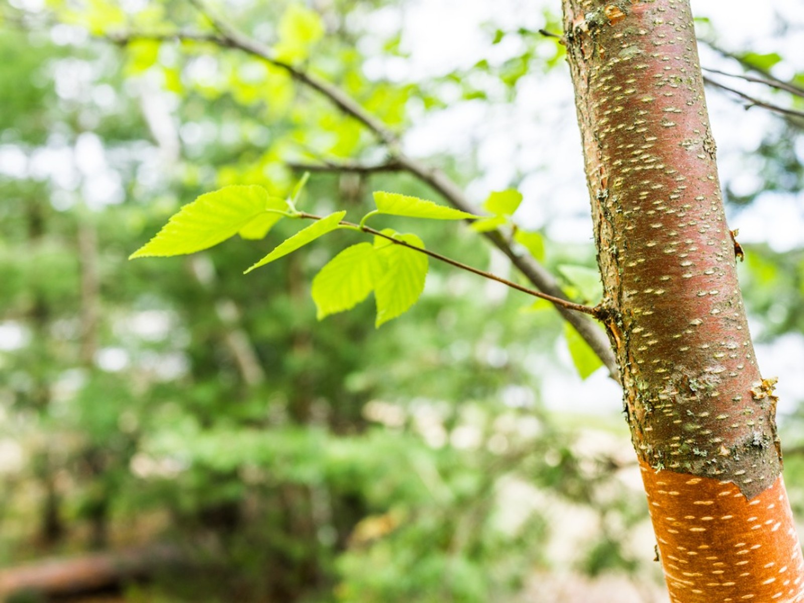 Water Birch Tree Care And Characteristics – Learnorganicgardening.com