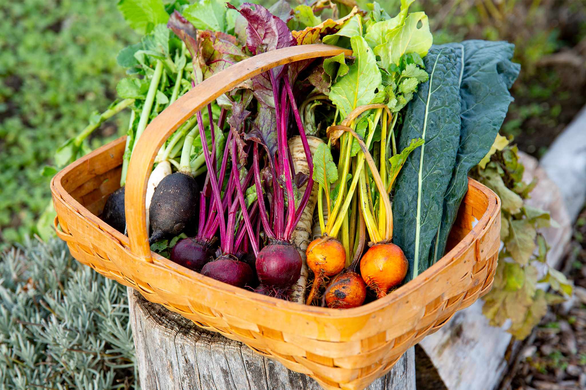 Get growing edibles in winter – Learnorganicgardening.com