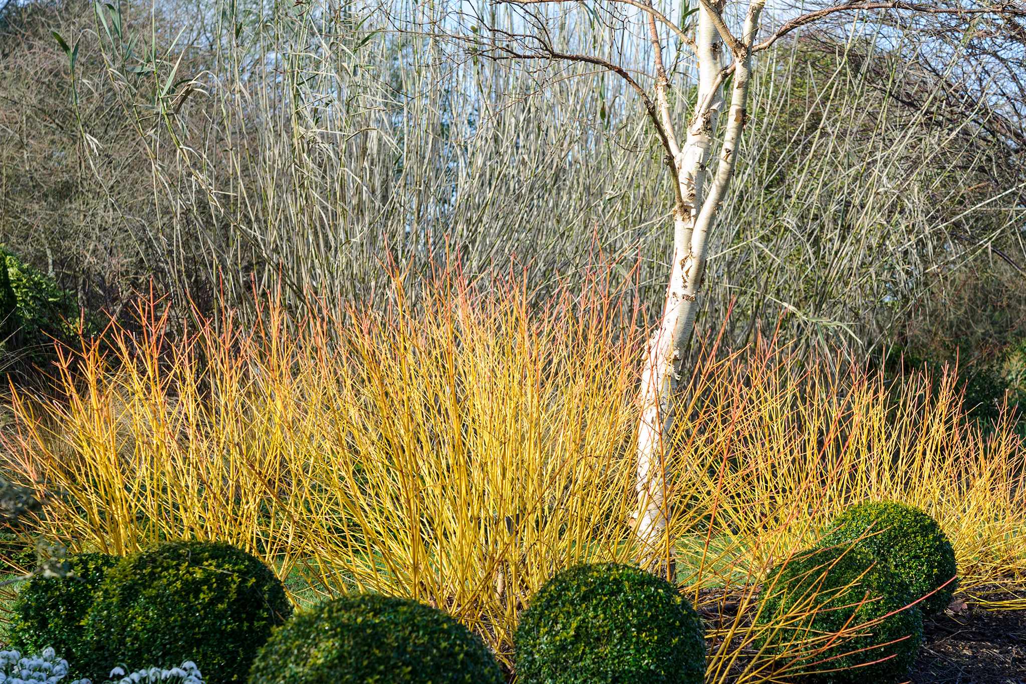 Our favourite December garden plants – Learnorganicgardening.com