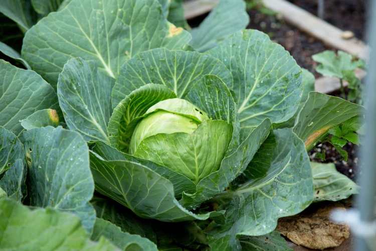 What’s the best fertilizer for cabbage? – Learnorganicgardening.com