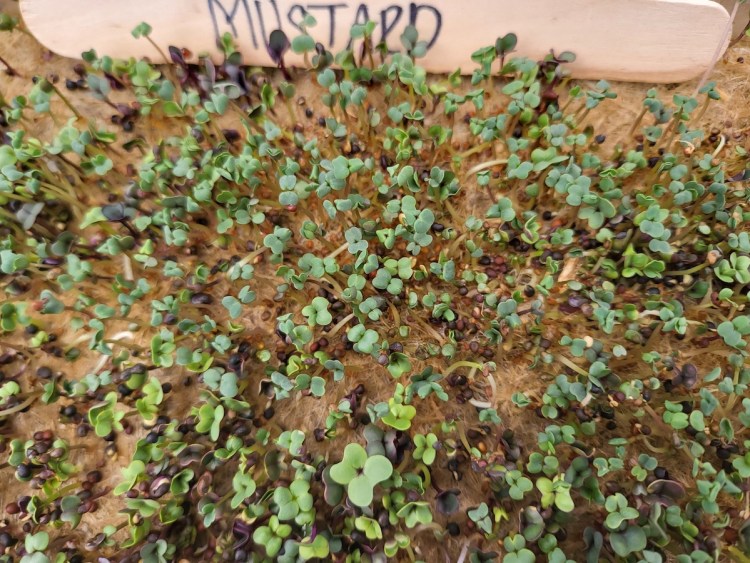 How to Grow Mustard Microgreens – Learnorganicgardening.com