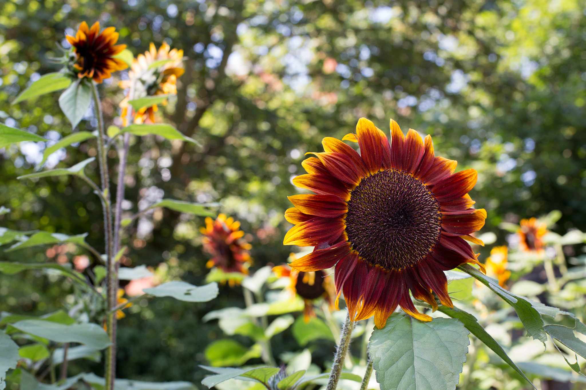 Start sowing in May – Learnorganicgardening.com
