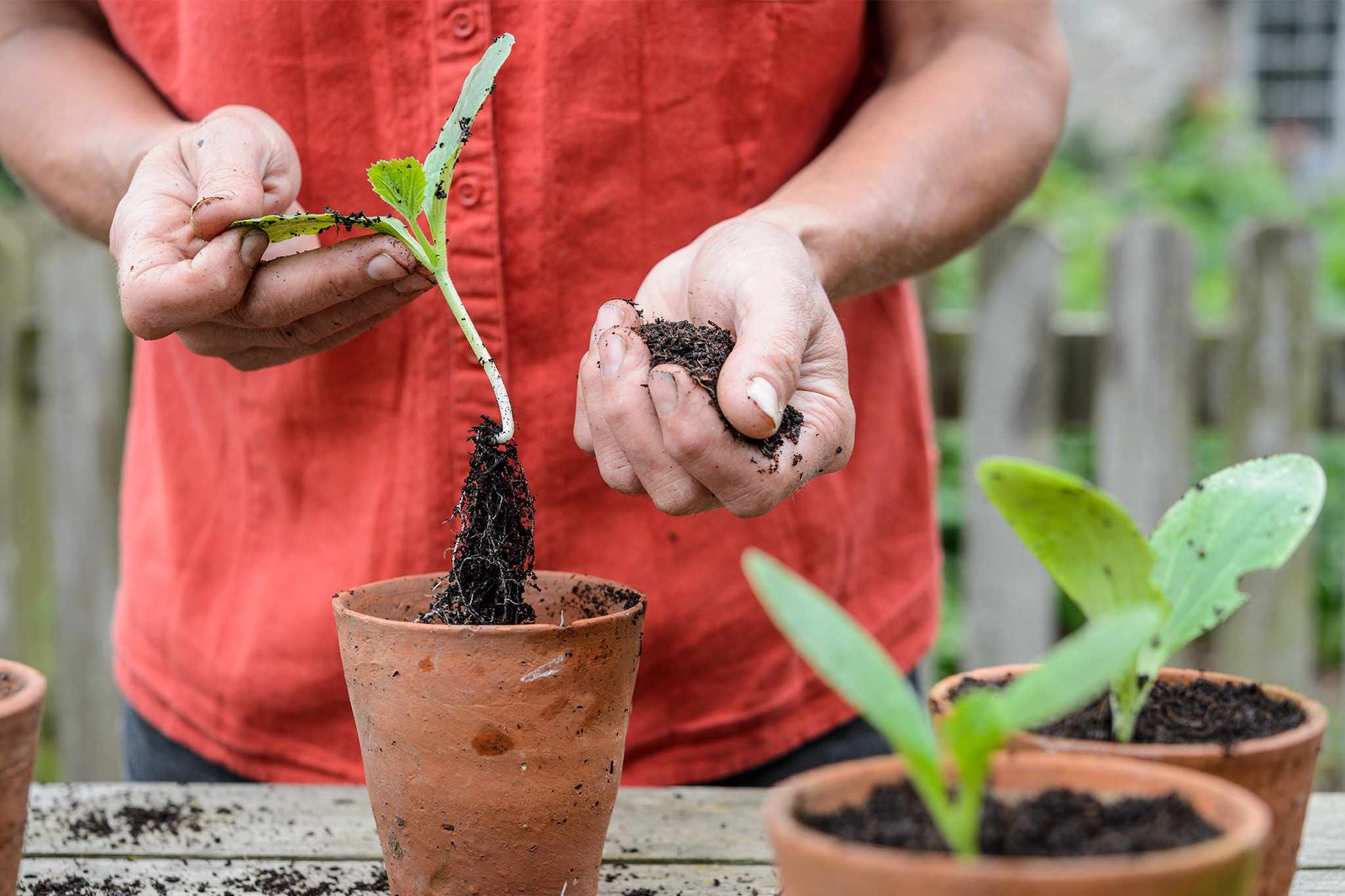 Pest Control – Learnorganicgardening.com