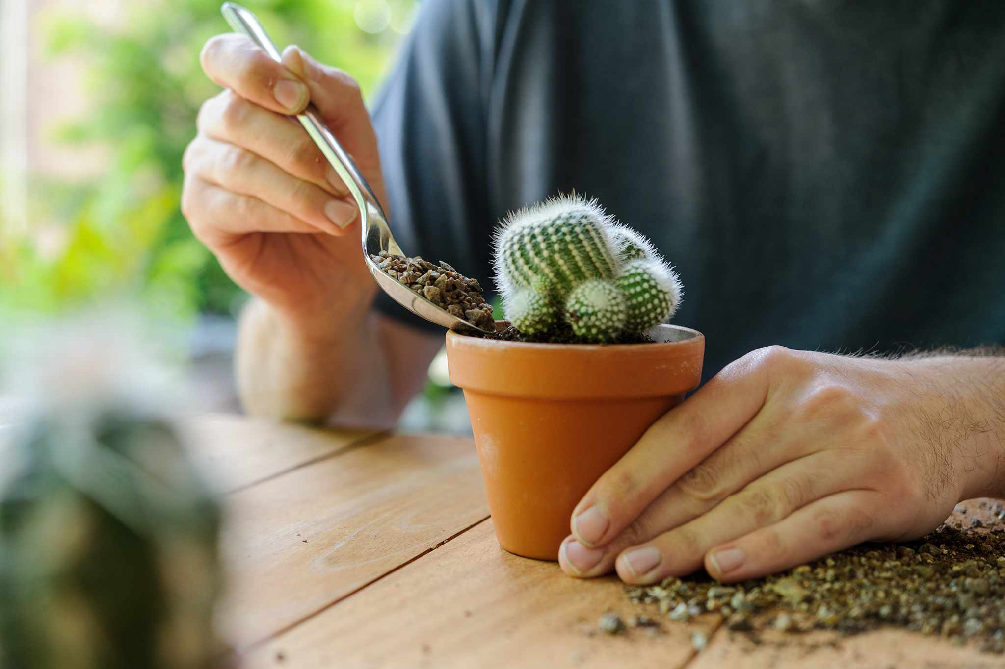 Complete guide to cactus soil – Learnorganicgardening.com