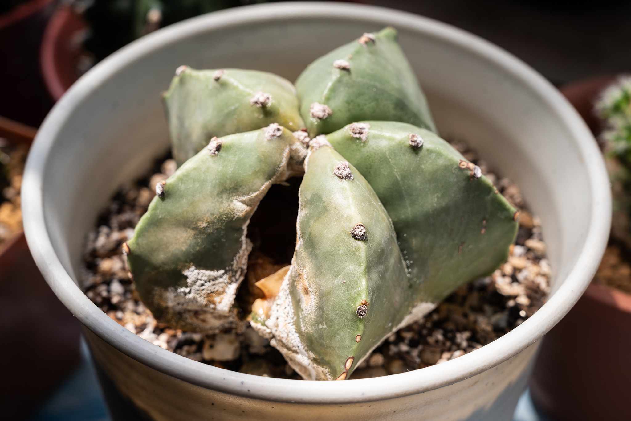 Root rot in house plants – Learnorganicgardening.com