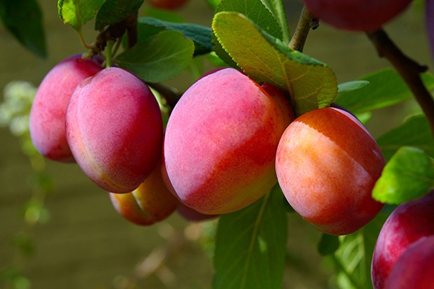 Victoria plum tree (Prunus domestica) – Learnorganicgardening.com