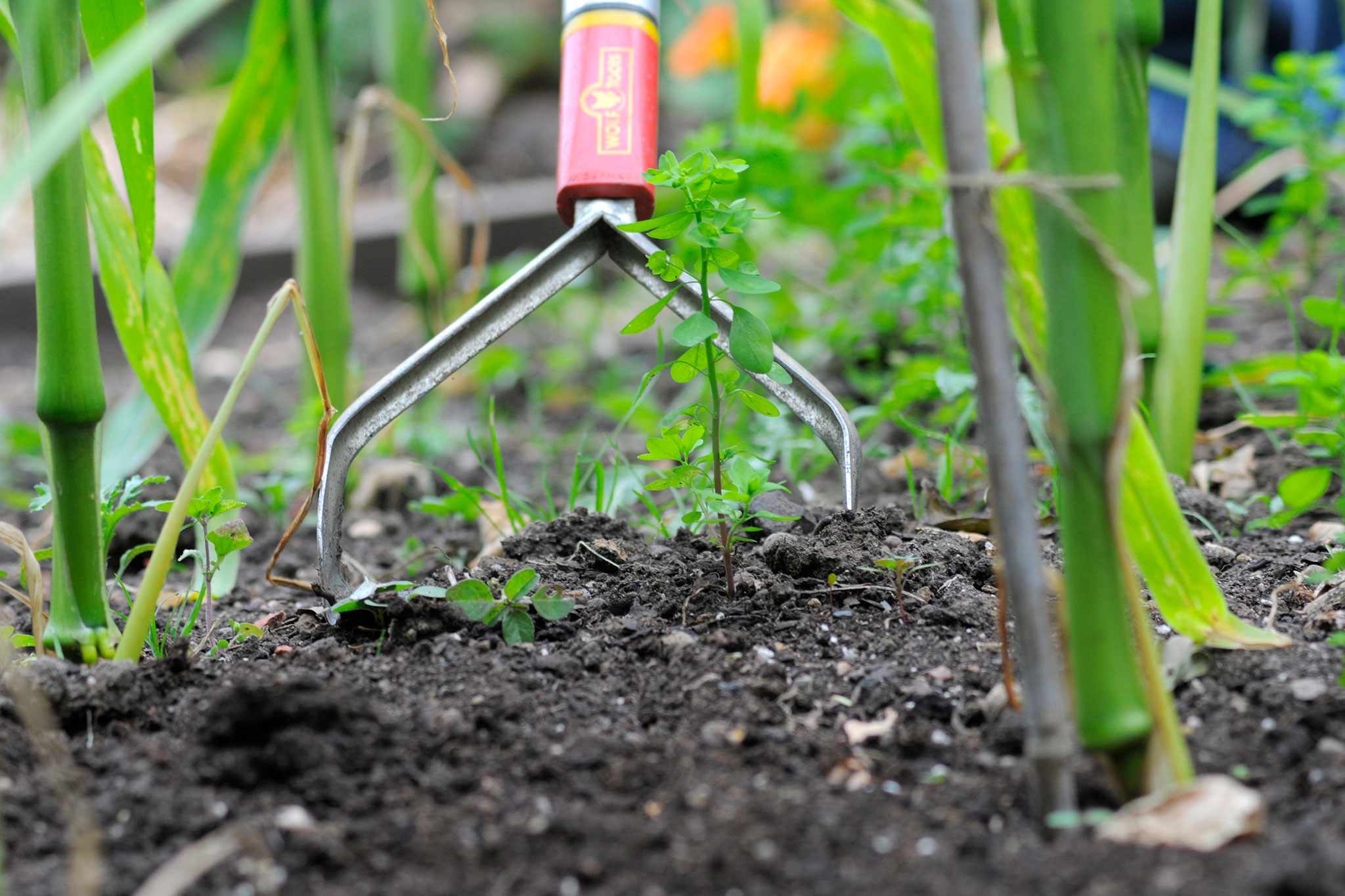 How To Grow Tomatoes Indoors – Learnorganicgardening.com