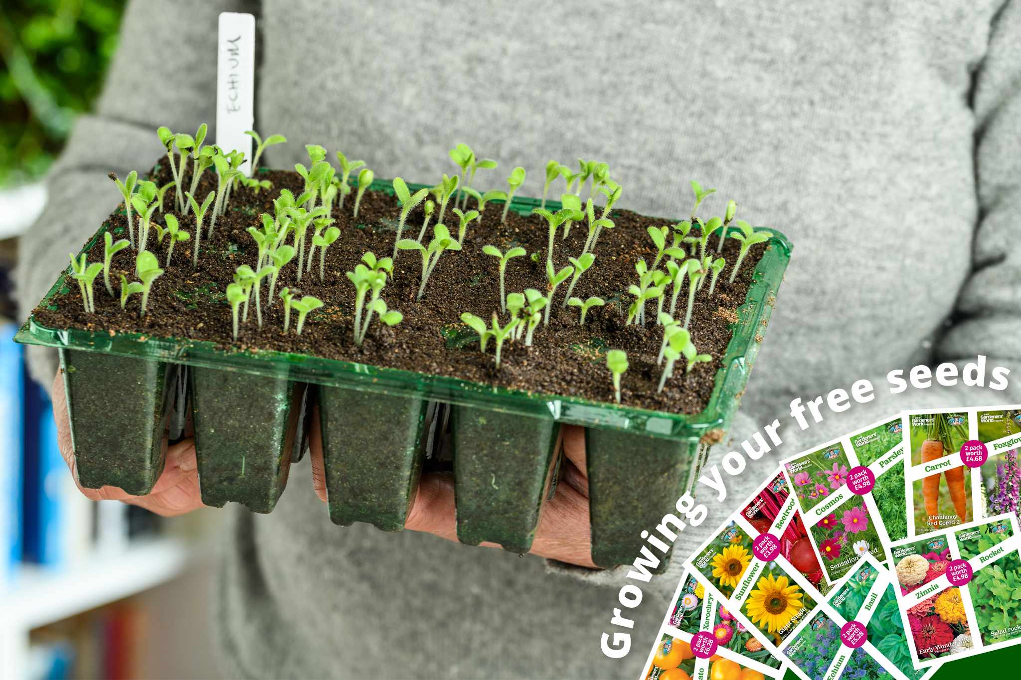 Free flower seeds 2024 – February – Learnorganicgardening.com