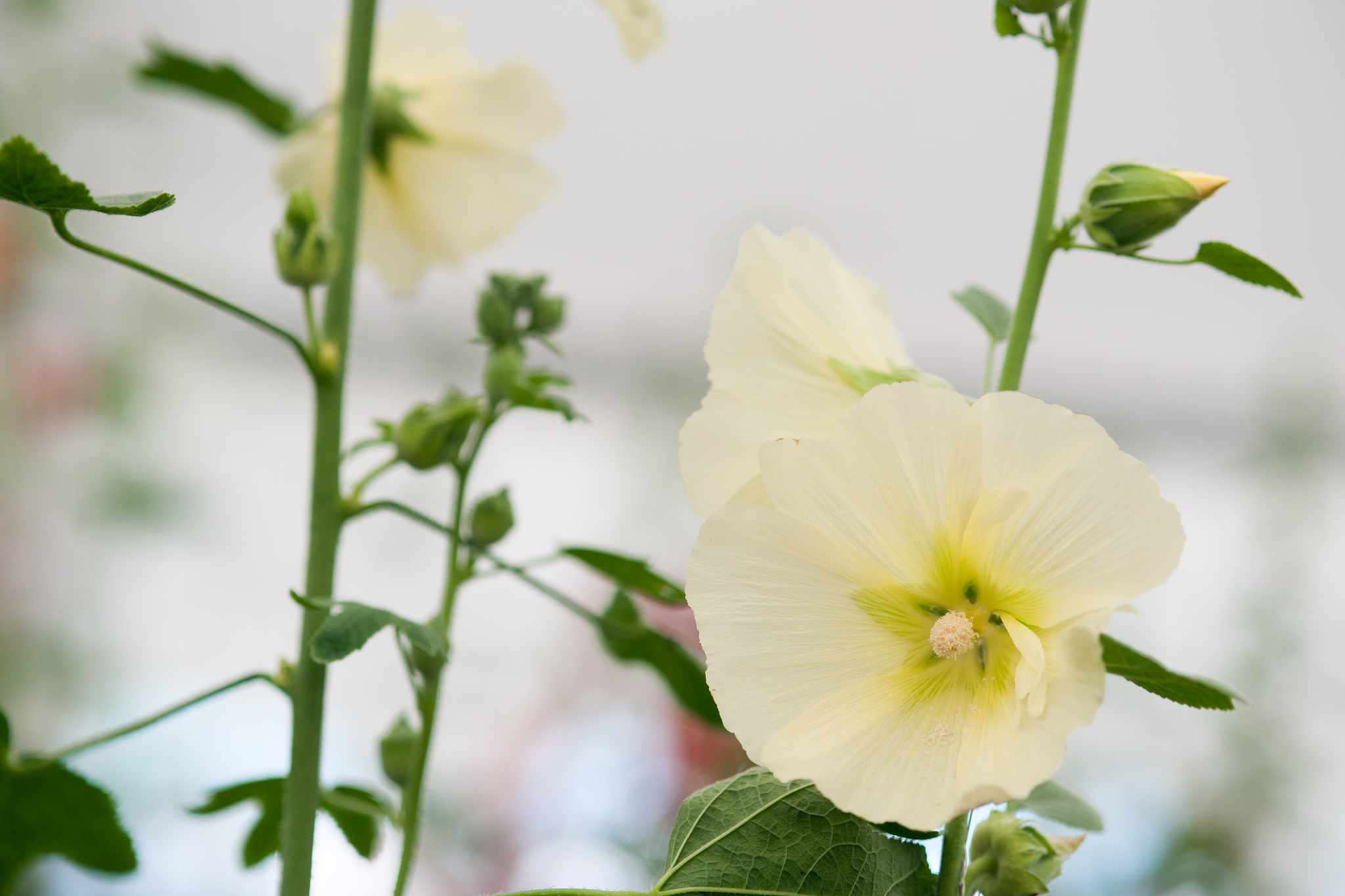 How To Grow Vegetables in Containers-FULL INFORMATION ...