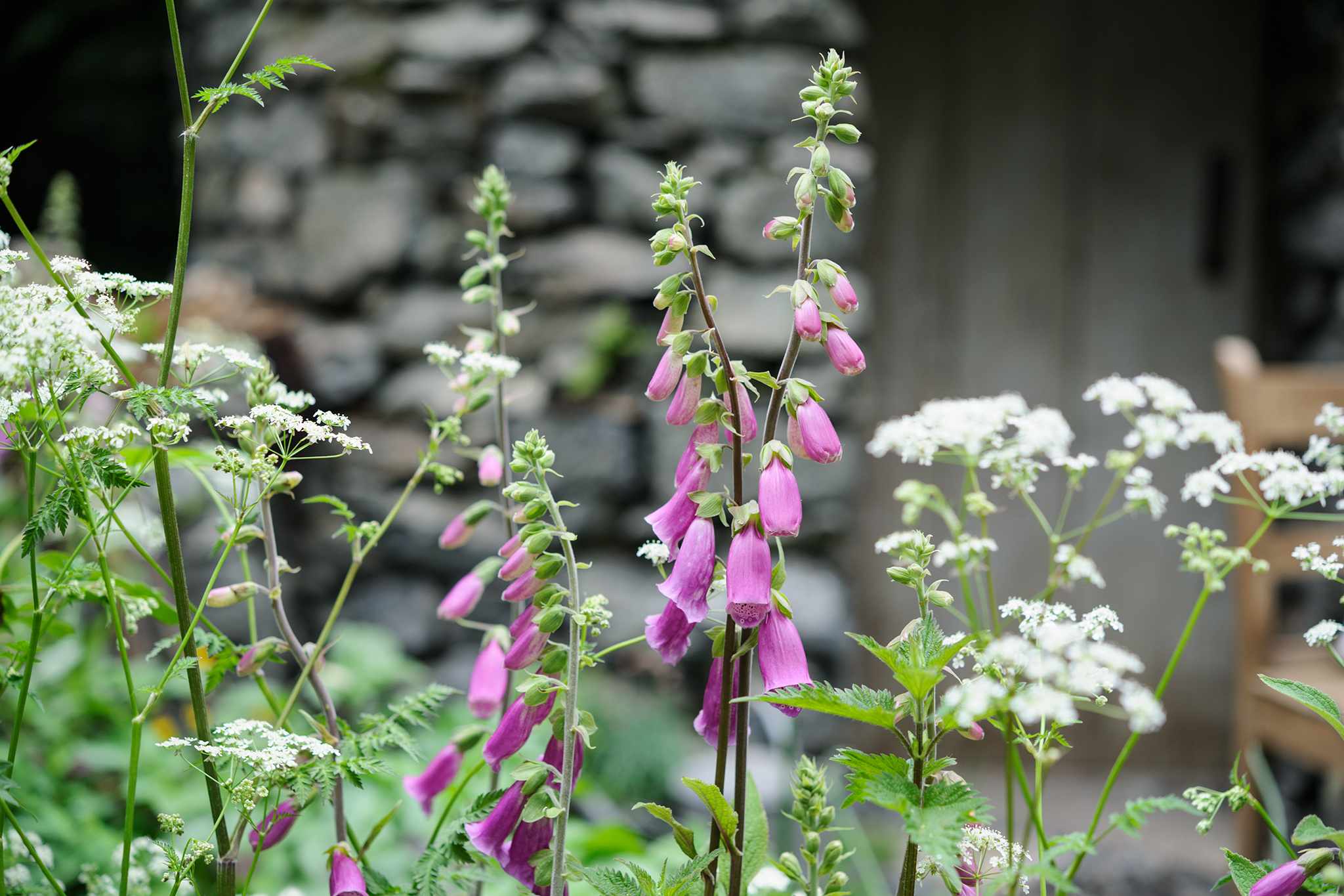 Plant combinations of UK native species – Learnorganicgardening.com