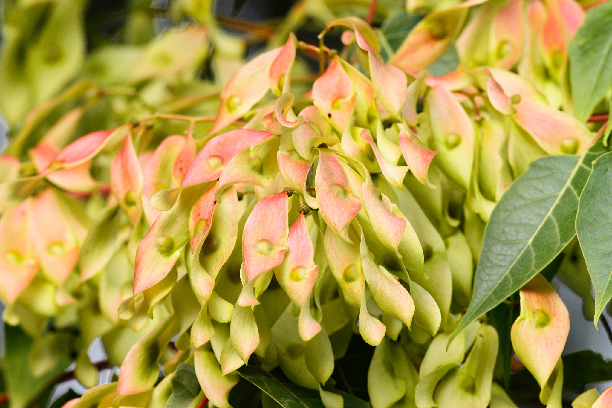 Complete guide to identifying and removing tree of heaven ...